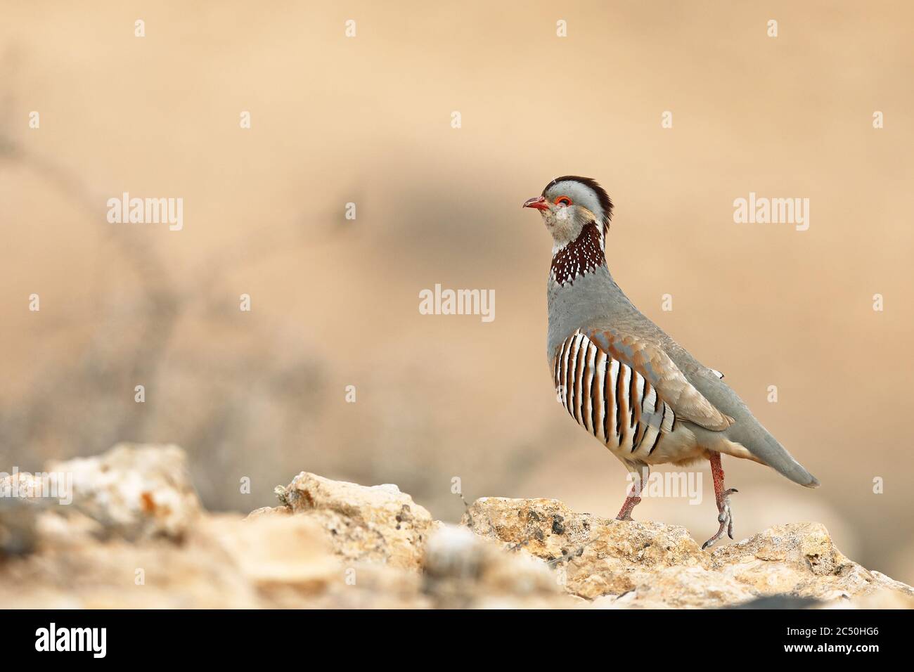 barbary partridge (Alectoris barbara), walking on the ground in the ...