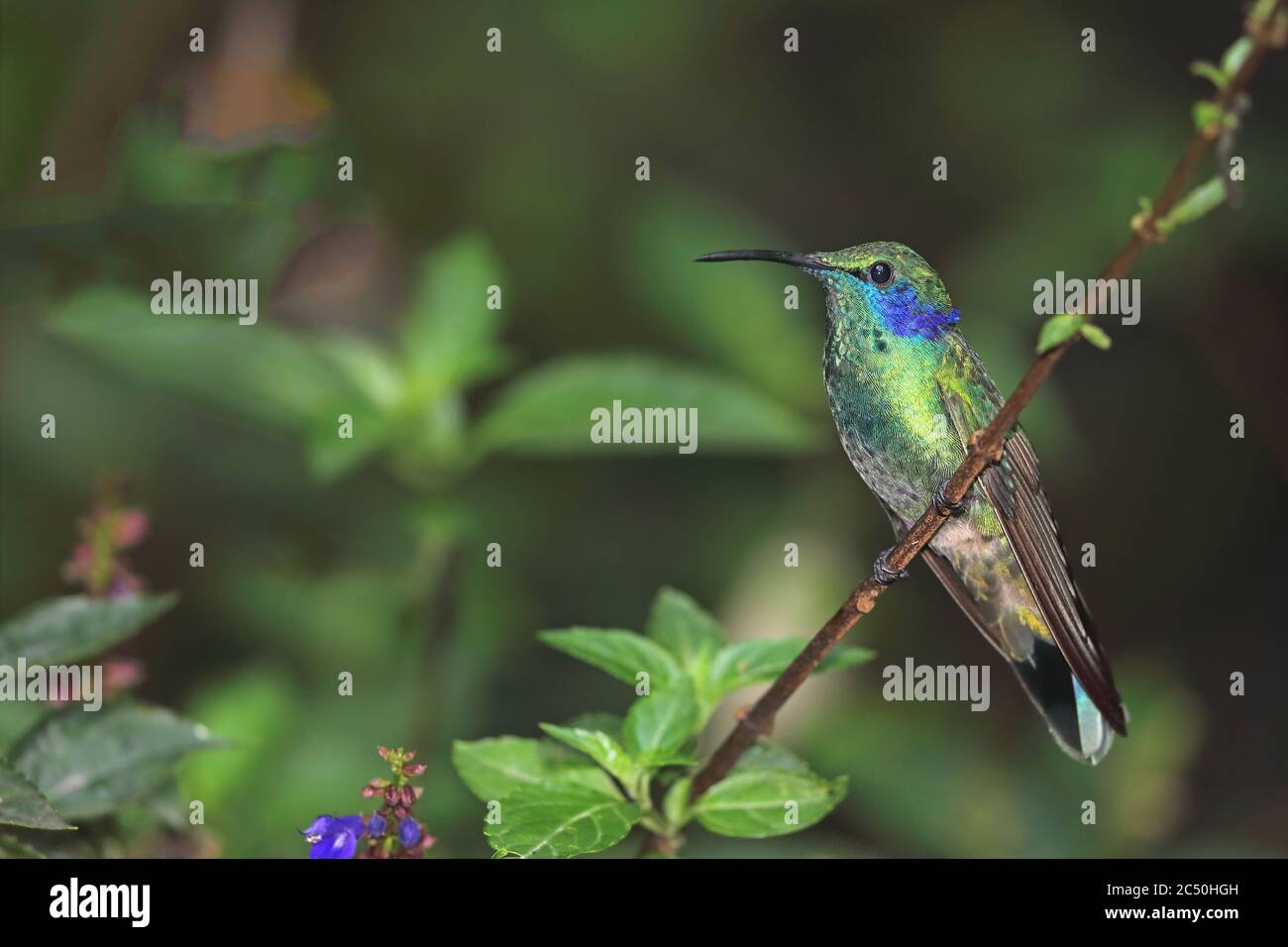 Lesser violetear (Colibri cyanotus), on a branch, Costa Rica ...