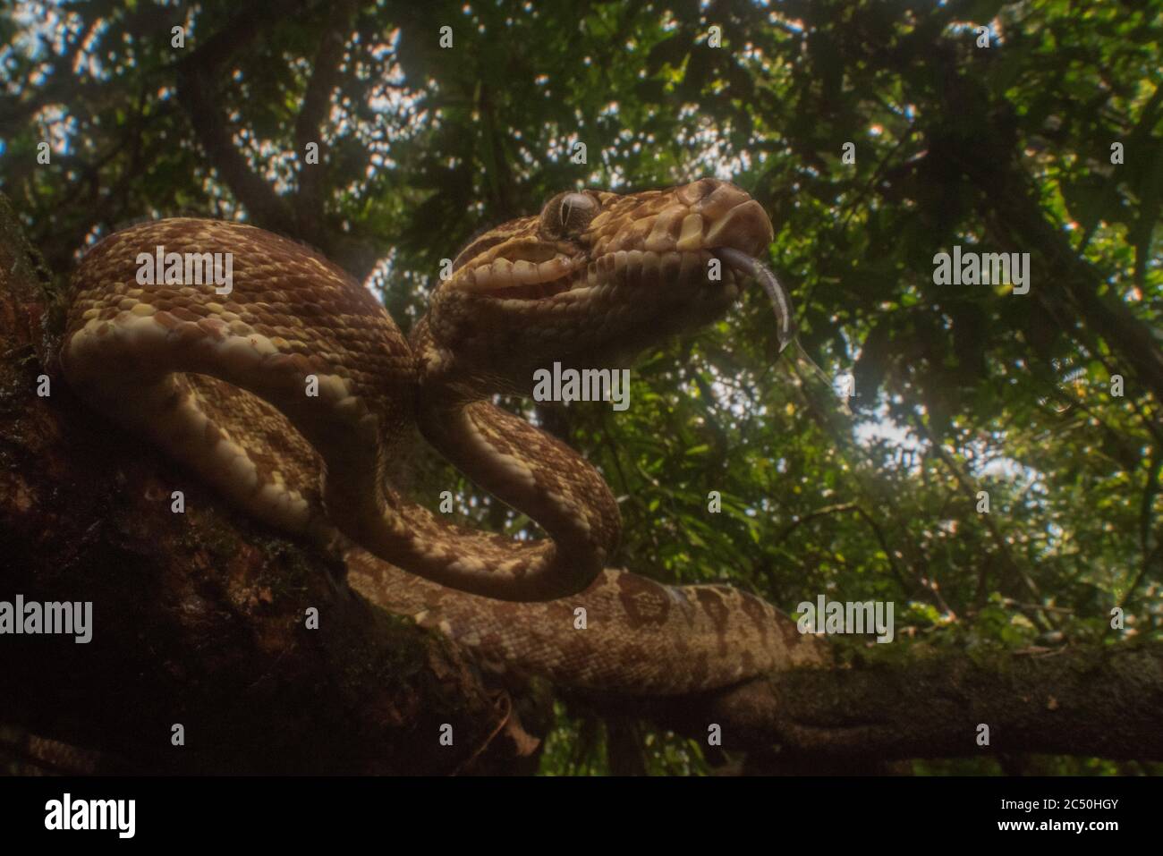 Boa tree jungle hi-res stock photography and images - Alamy