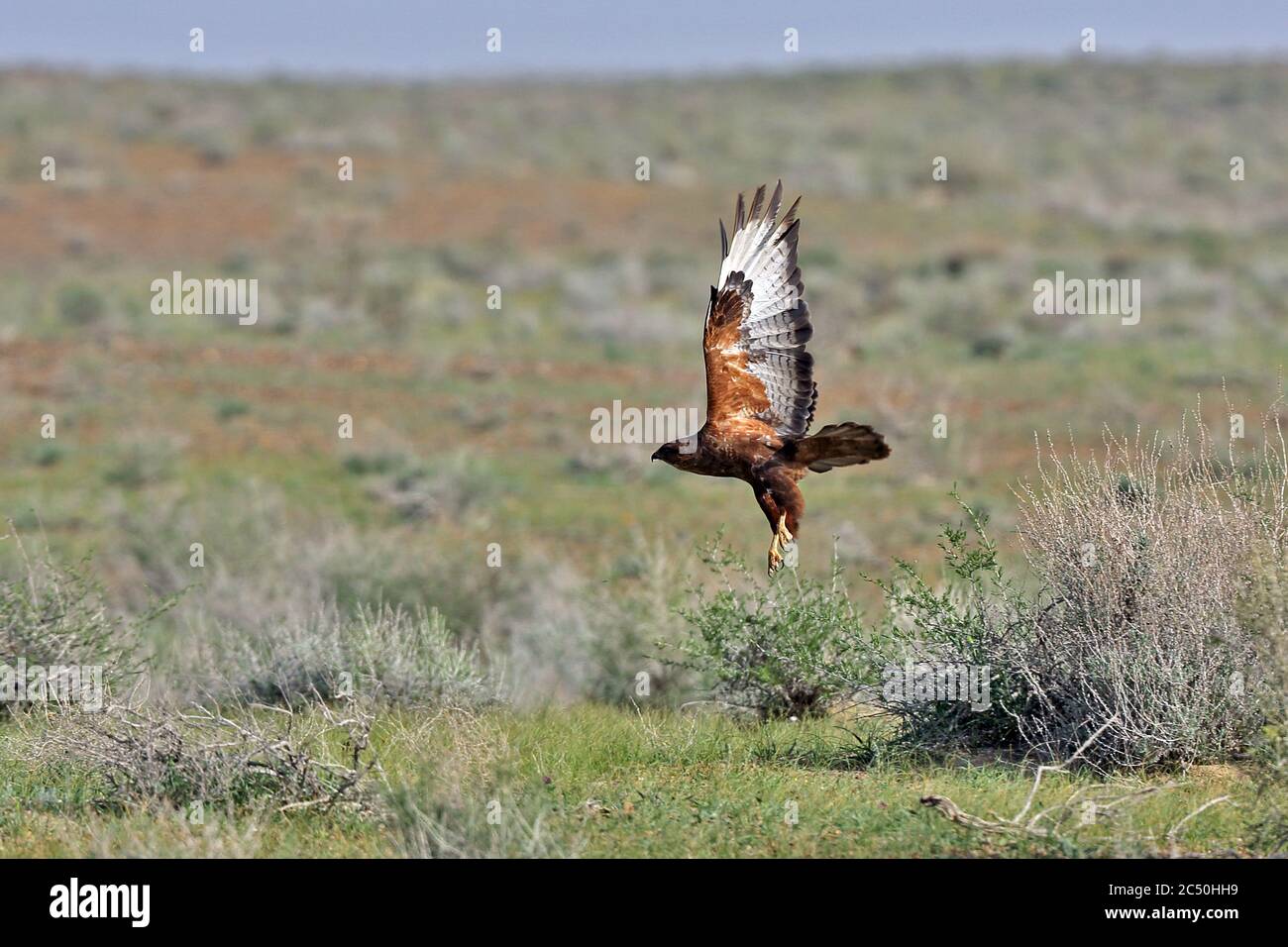 Steppe buzzard (Buteo buteo vulpinus), in flight over steppe landscape ...