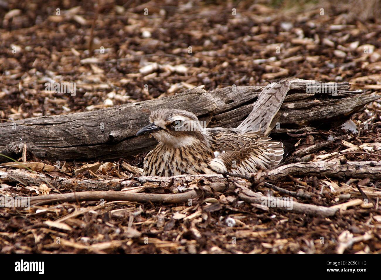 Bush Stone Curlew High Resolution Stock Photography and Images - Alamy