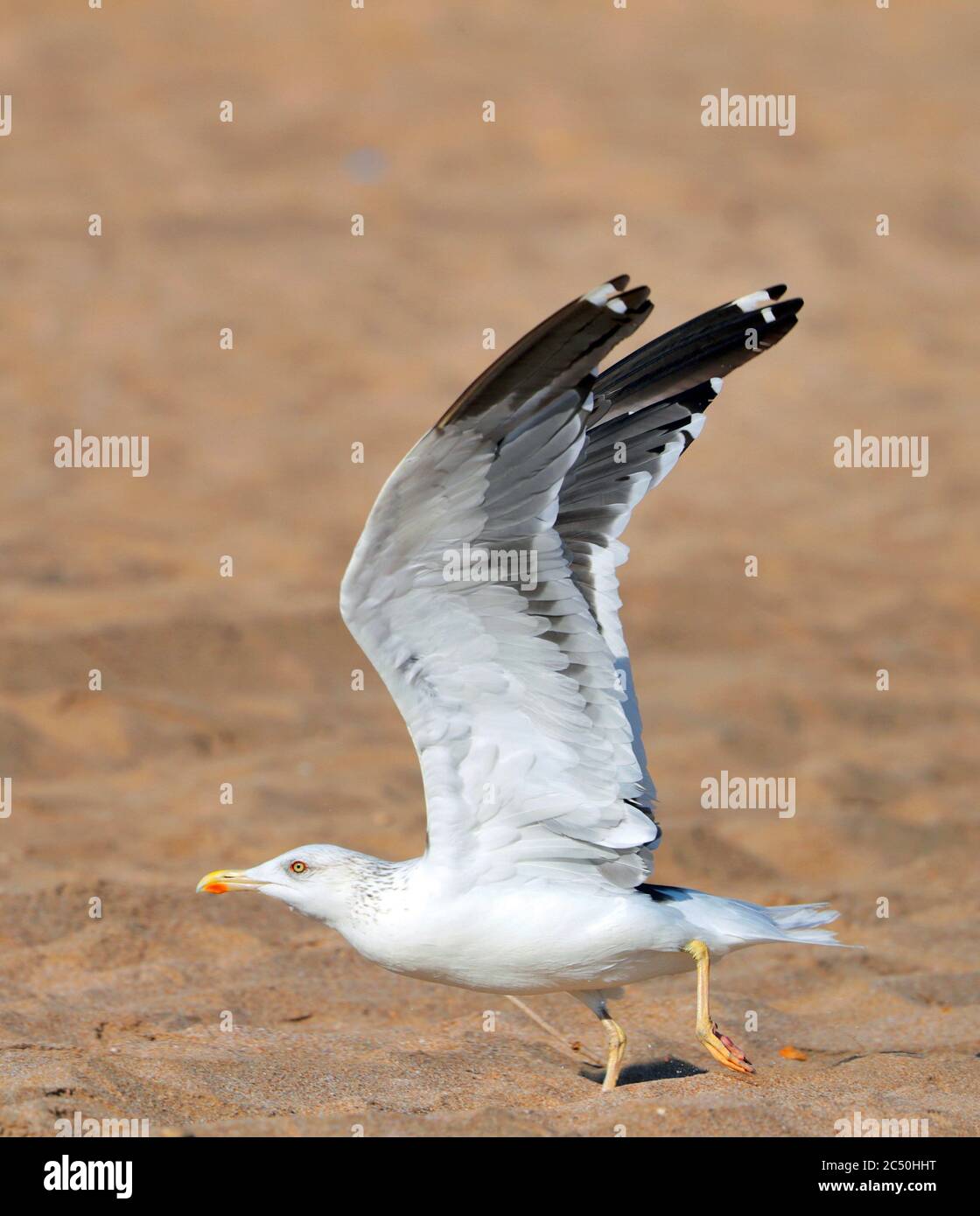 Baraba Gull (Larus barabensis), taking off from the beach, side view ...