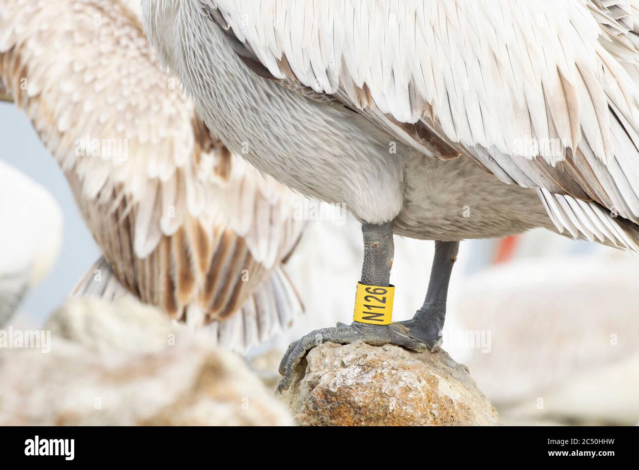 Pelicans foot hi-res stock photography and images - Alamy