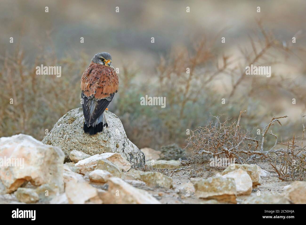 African rock kestrel hi-res stock photography and images - Alamy