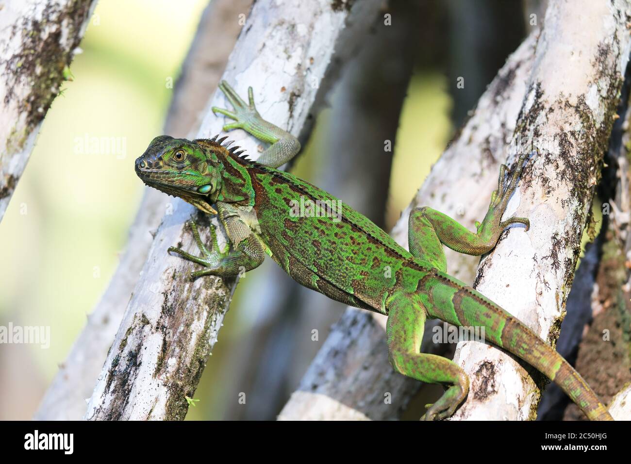 green iguana, common iguana (Iguana iguana), rests on a tree trunk ...