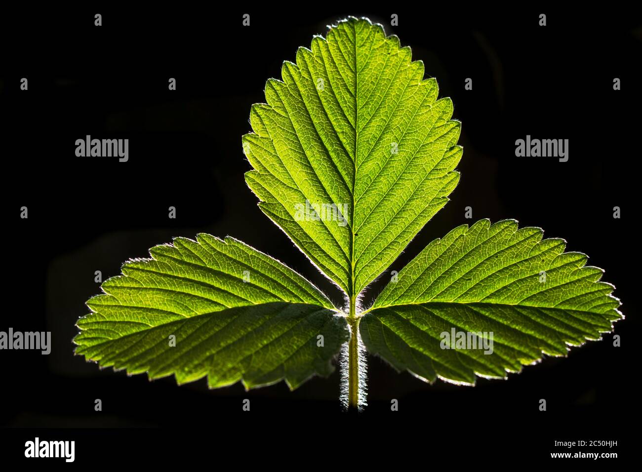 Hautbois strawberry, Musk strawberry (Fragaria moschata), leaf in ...