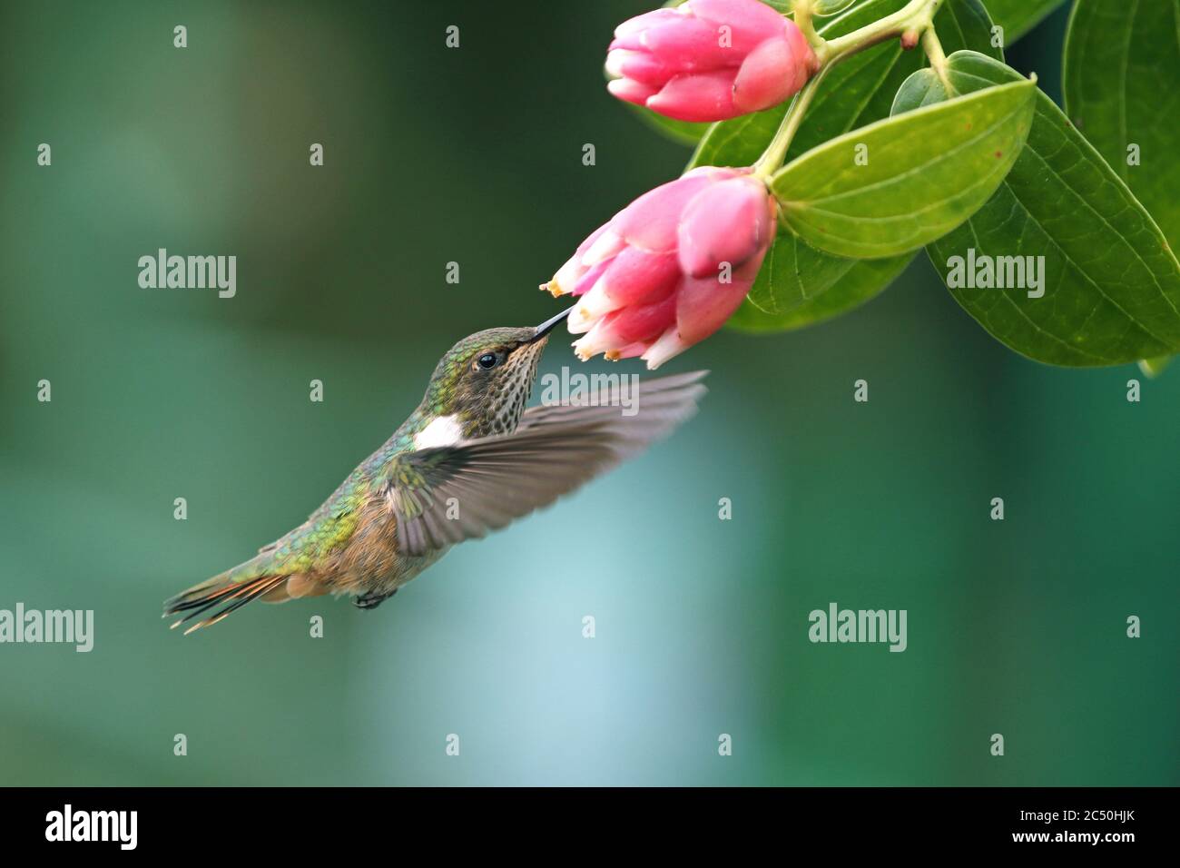 volcano hummingbird (Selasphorus flammula), female sucking nectar at a ...