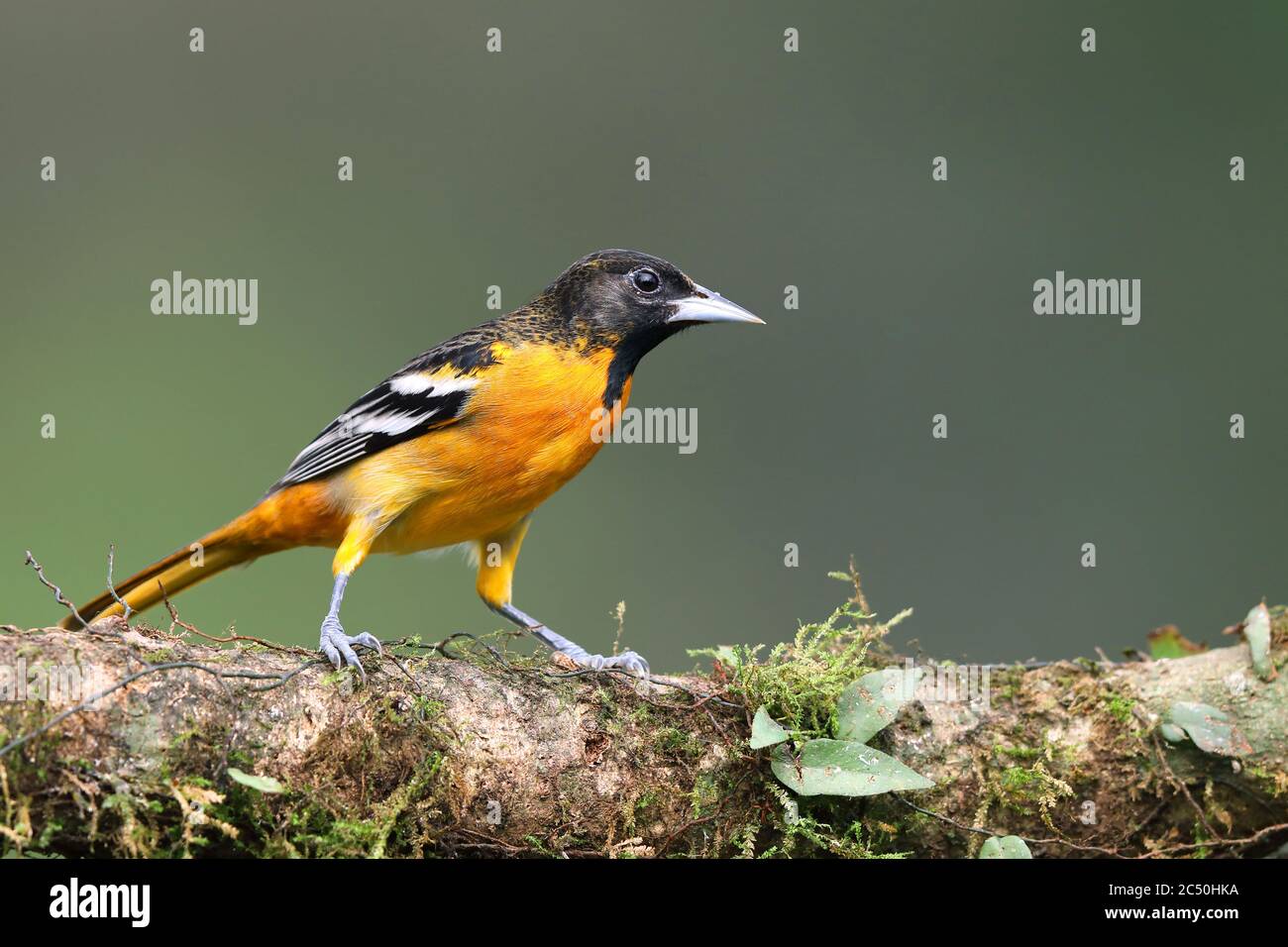 Northern oriole icterus galbula hi-res stock photography and images - Alamy