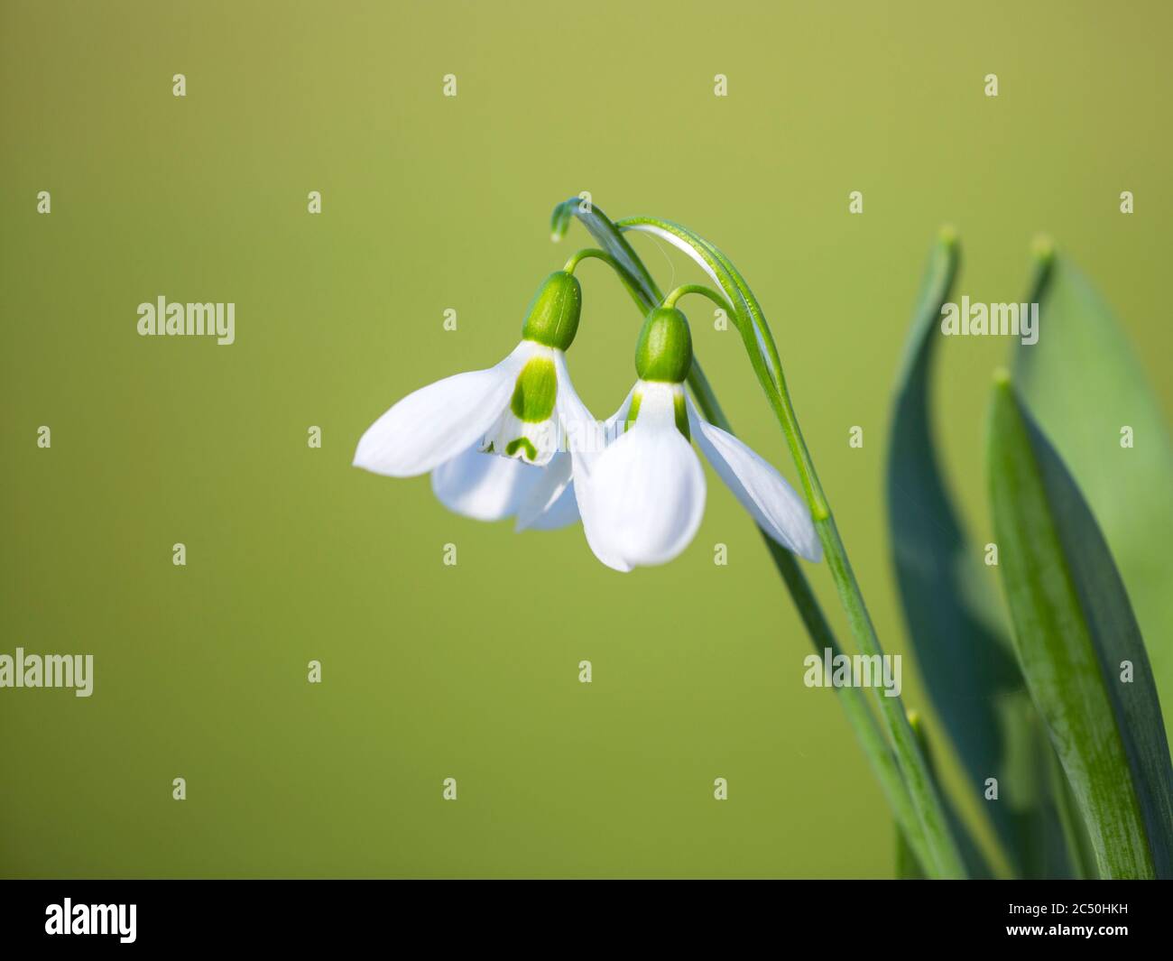 Giant snowdrop, Greater snodrop (Galanthus elwesii), flowers ...