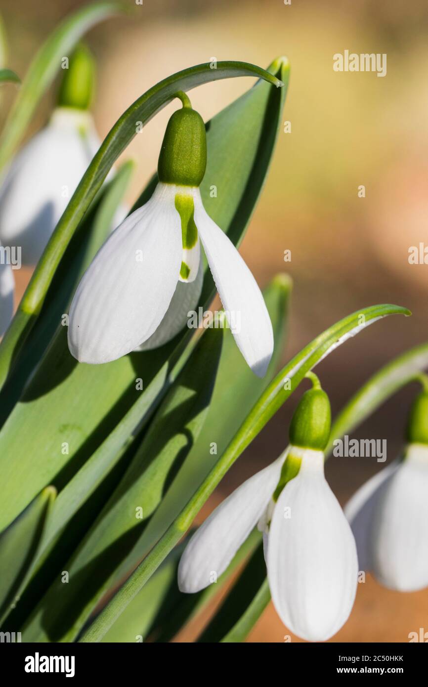 Giant snowdrop, Greater snodrop (Galanthus elwesii), flowers ...