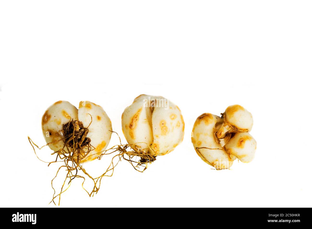 common fritillary, snake's-head fritillaria (Fritillaria meleagris ...