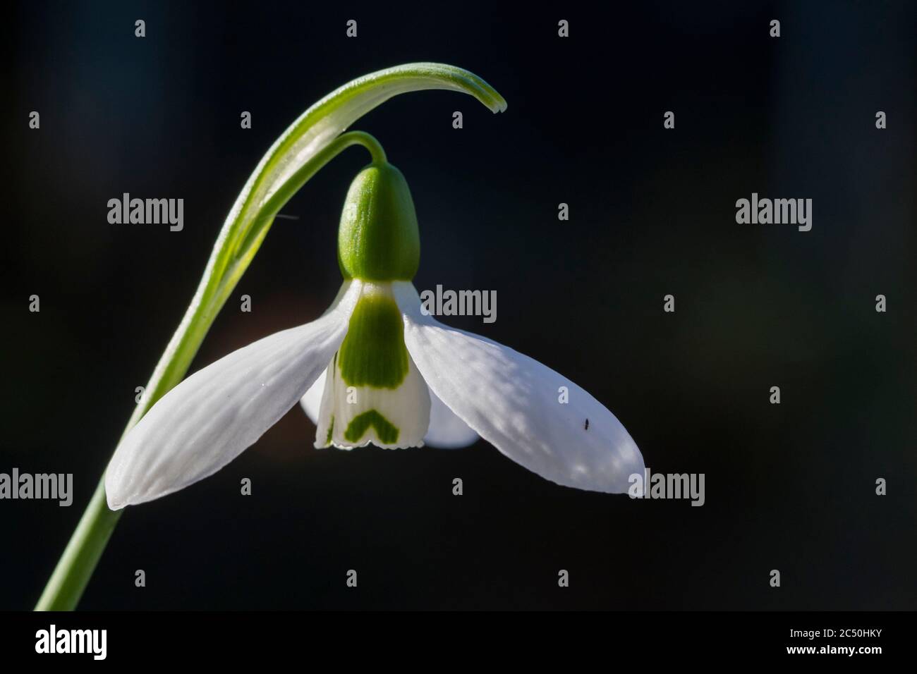 Giant snowdrop, Greater snodrop (Galanthus elwesii), flower against ...