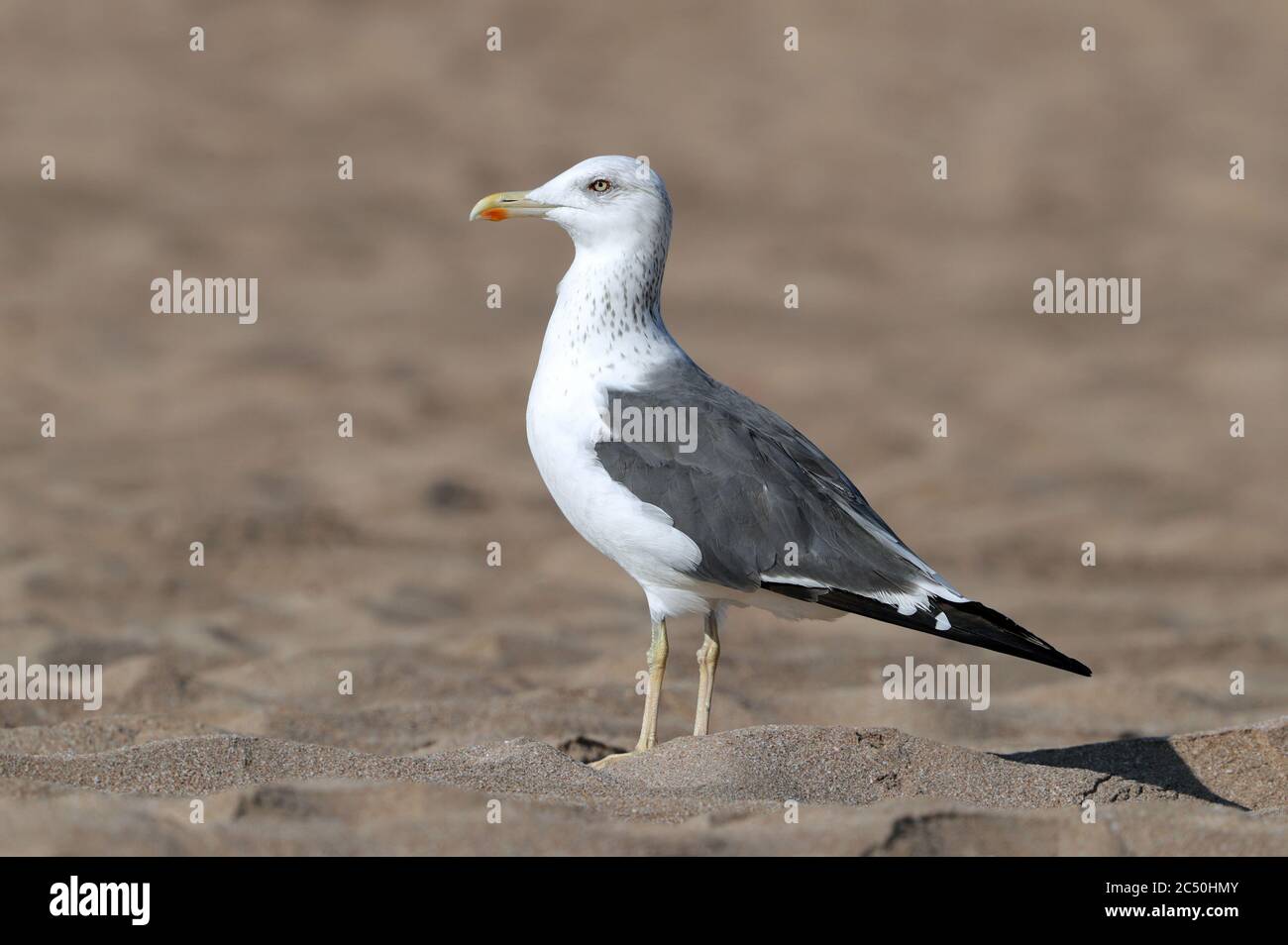 Barabensis High Resolution Stock Photography and Images - Alamy