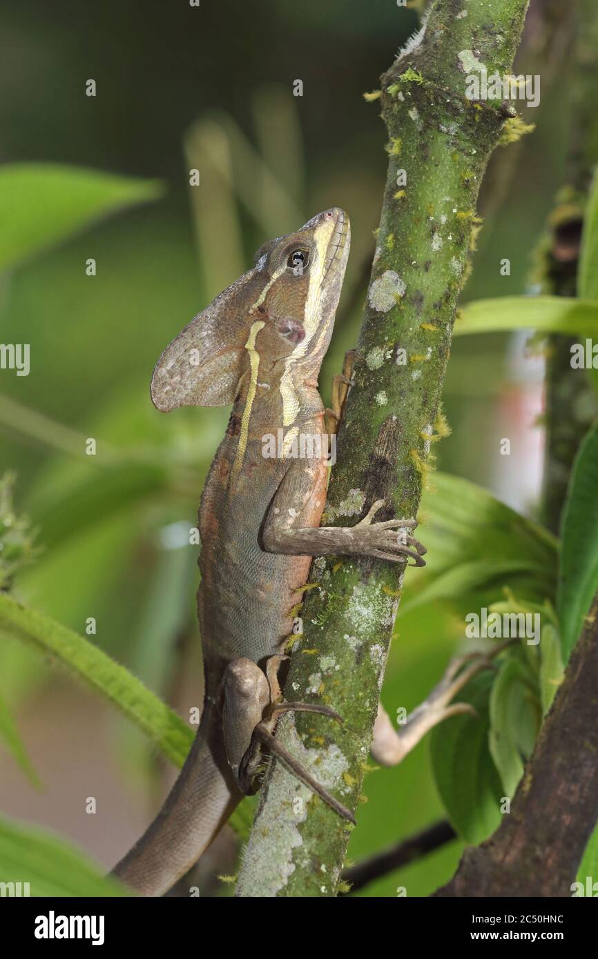 Brown lizard costa rica hi-res stock photography and images - Alamy