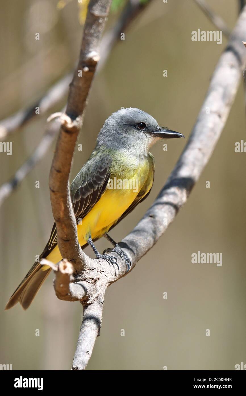 tropical kingbird (Tyrannus melancholicus), perching on a branch, side ...