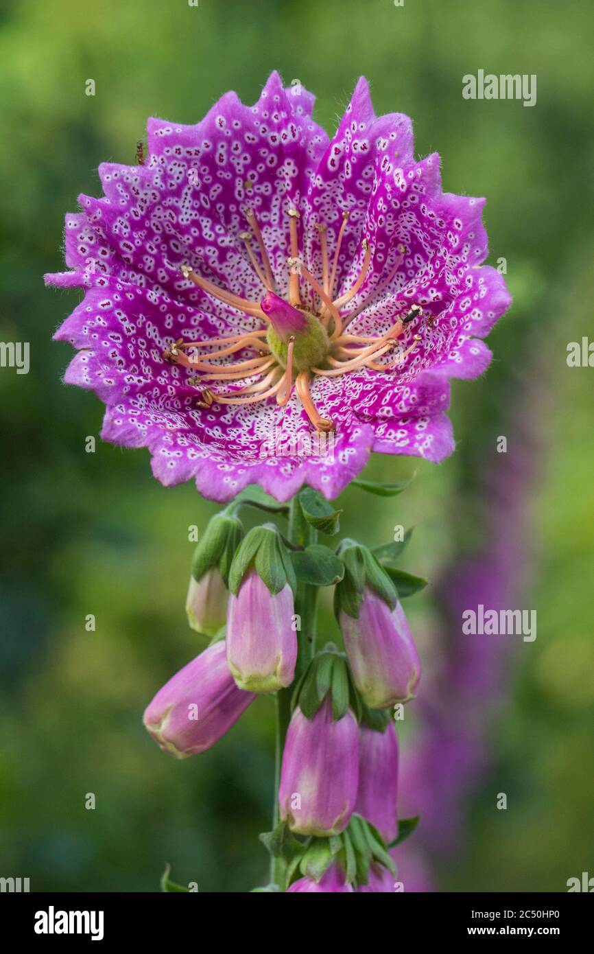 common foxglove, purple foxglove (Digitalis purpurea), peloria ...