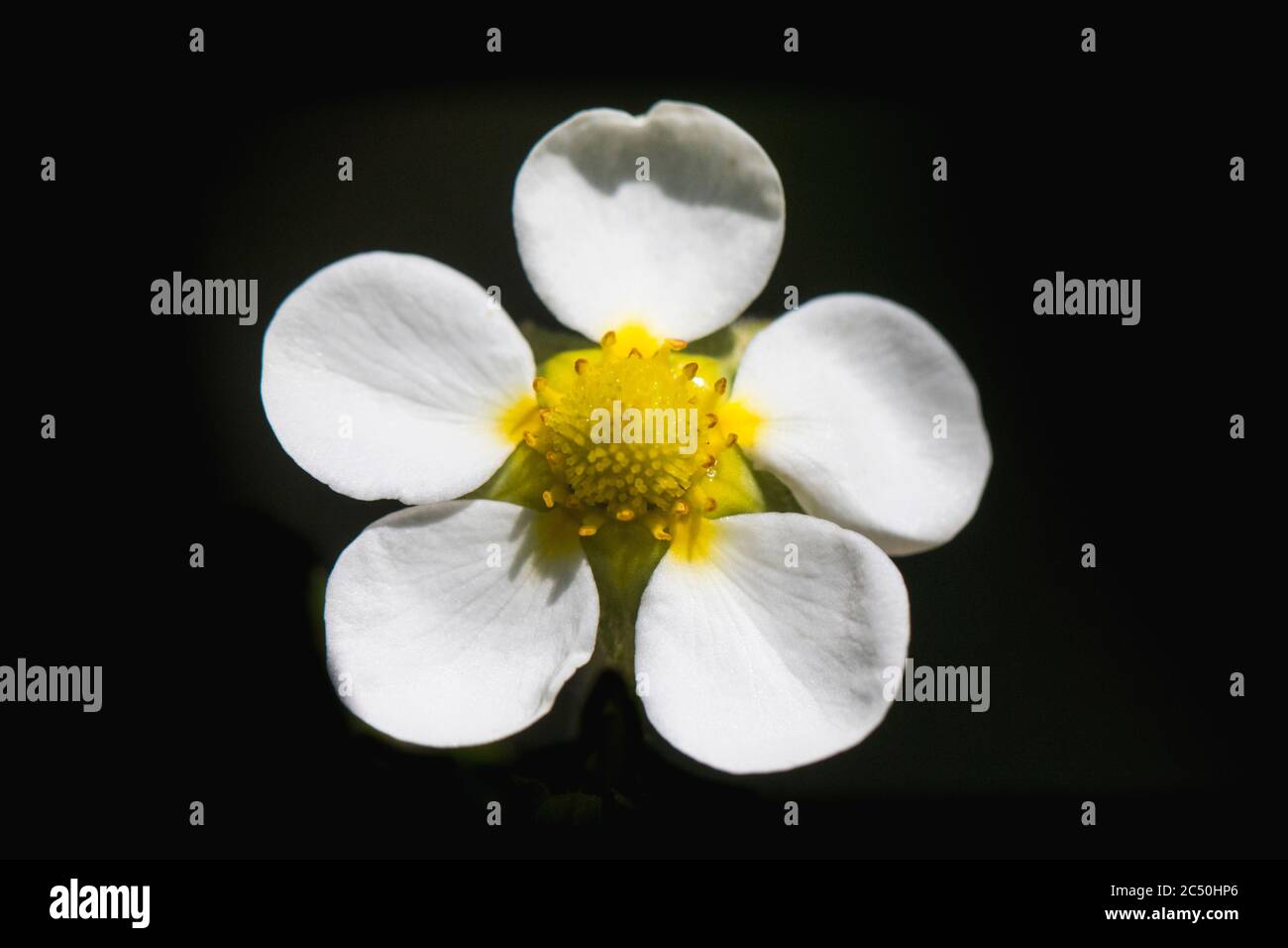 Hautbois strawberry, Musk strawberry (Fragaria moschata), flower ...