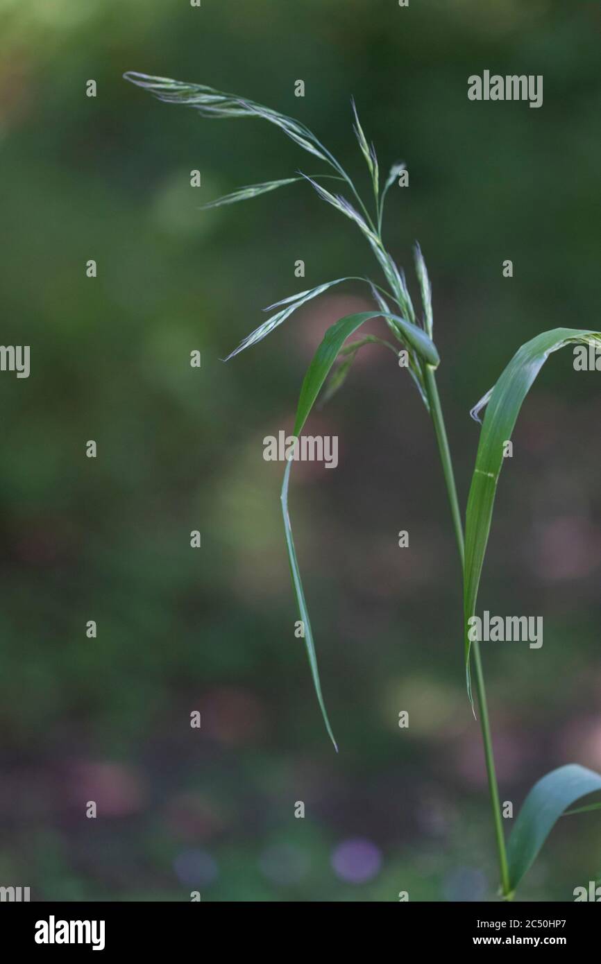 giant fescue (Festuca gigantea, Lolium giganteum, Schedonorus giganteus ...