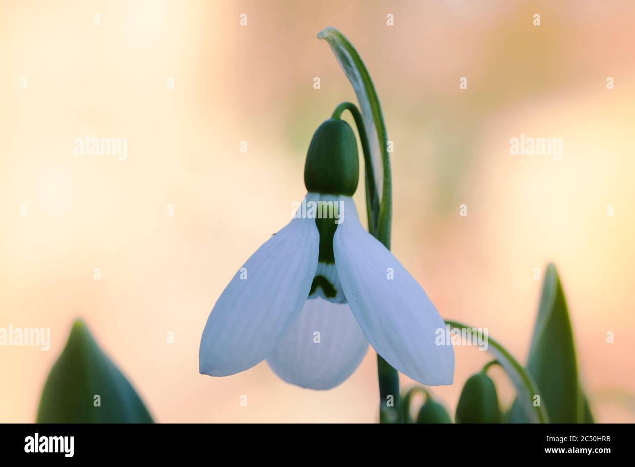 Giant snowdrop, Greater snodrop (Galanthus elwesii), flower ...