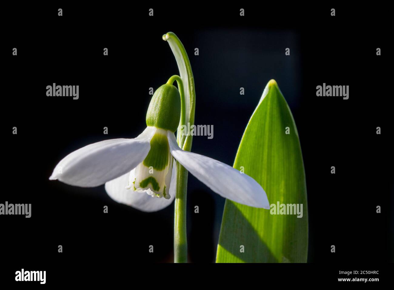 Giant snowdrop, Greater snodrop (Galanthus elwesii), flower and leaf in ...