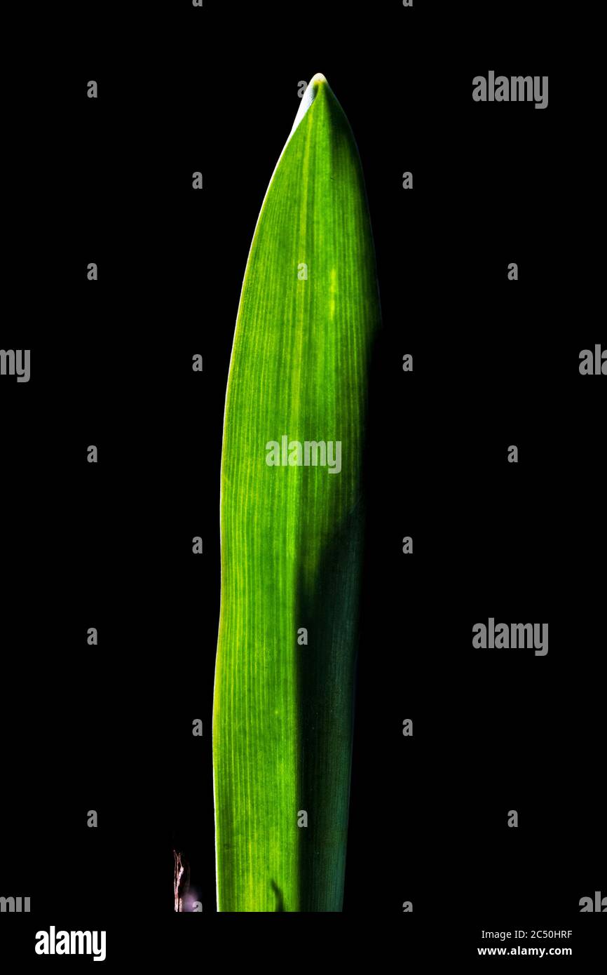 Giant snowdrop, Greater snodrop (Galanthus elwesii), leaf in backlight ...