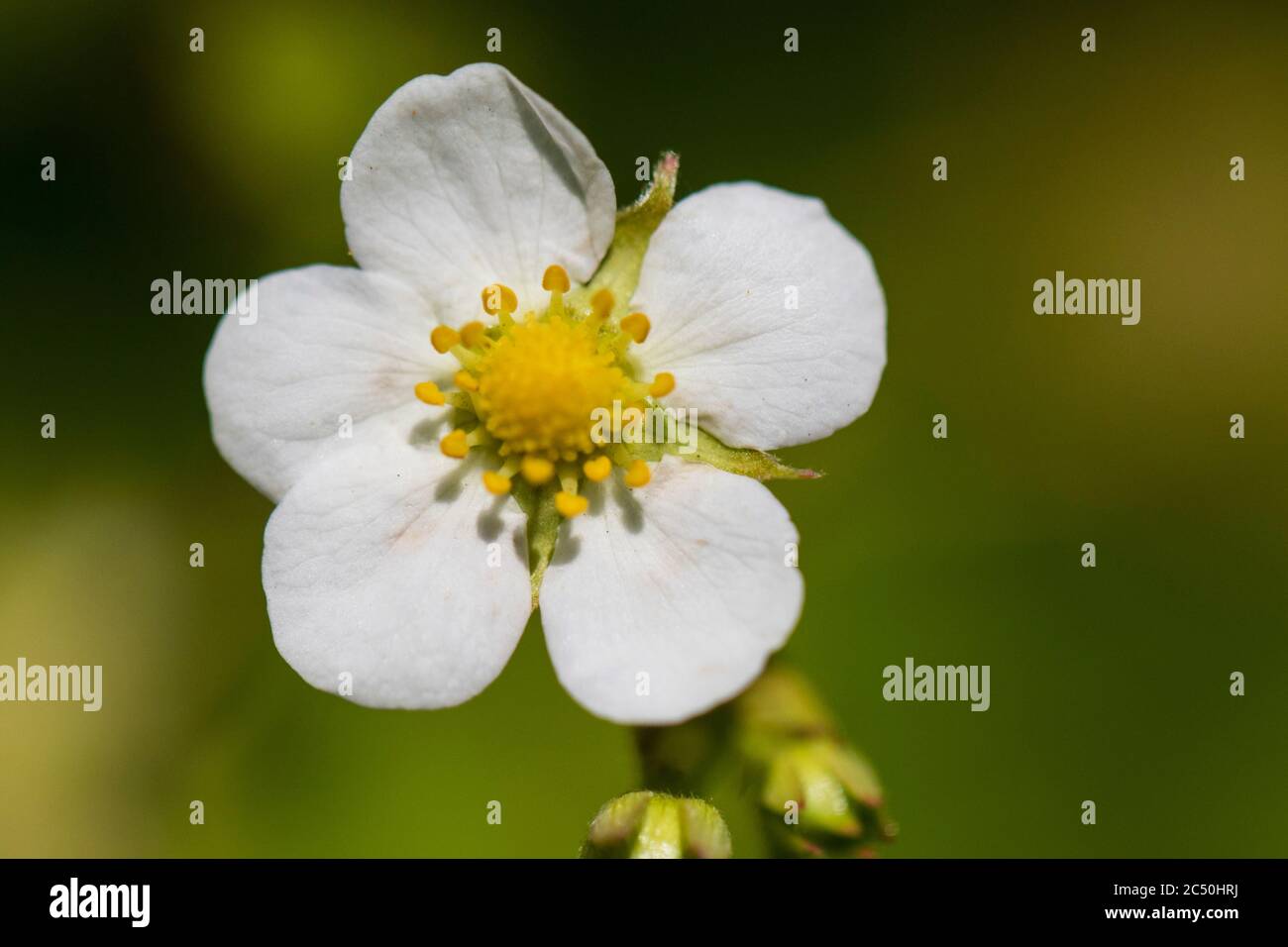 Fragaria moschata hi-res stock photography and images - Alamy