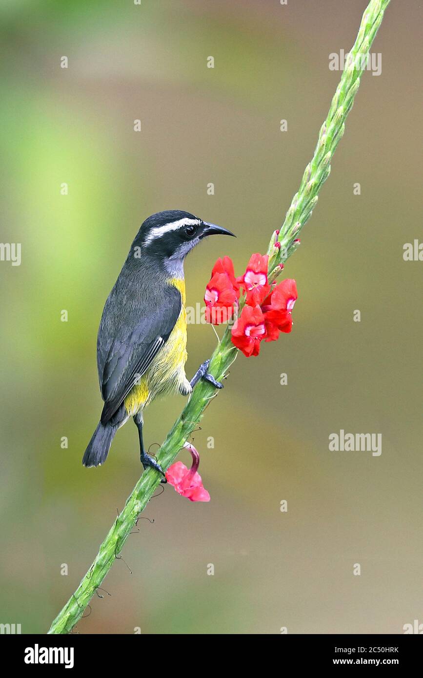 bananaquit (Coereba flaveola), sits at a Pink Snakeweed flower ...