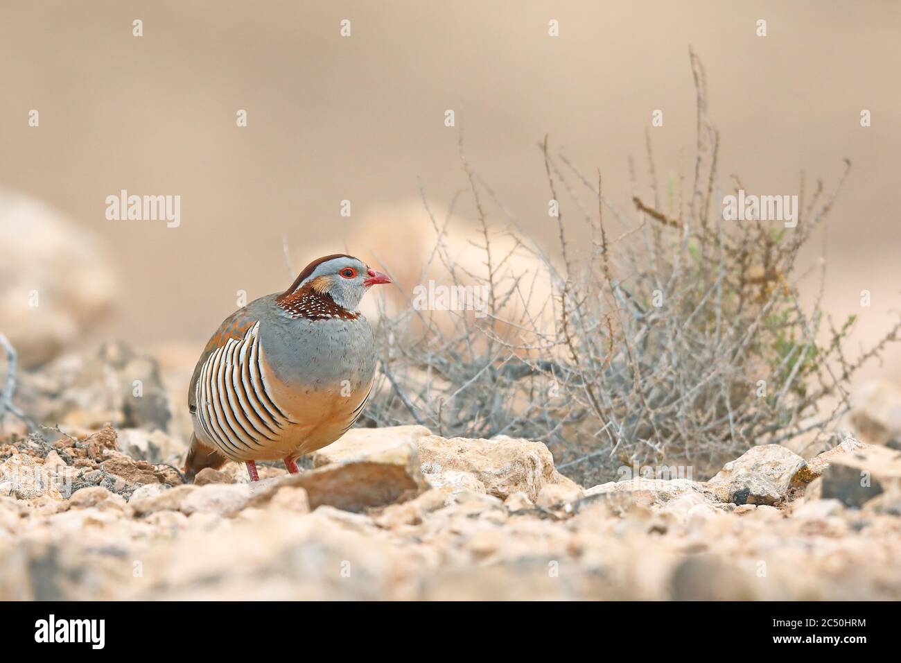 barbary partridge (Alectoris barbara), perching on the ground in the ...