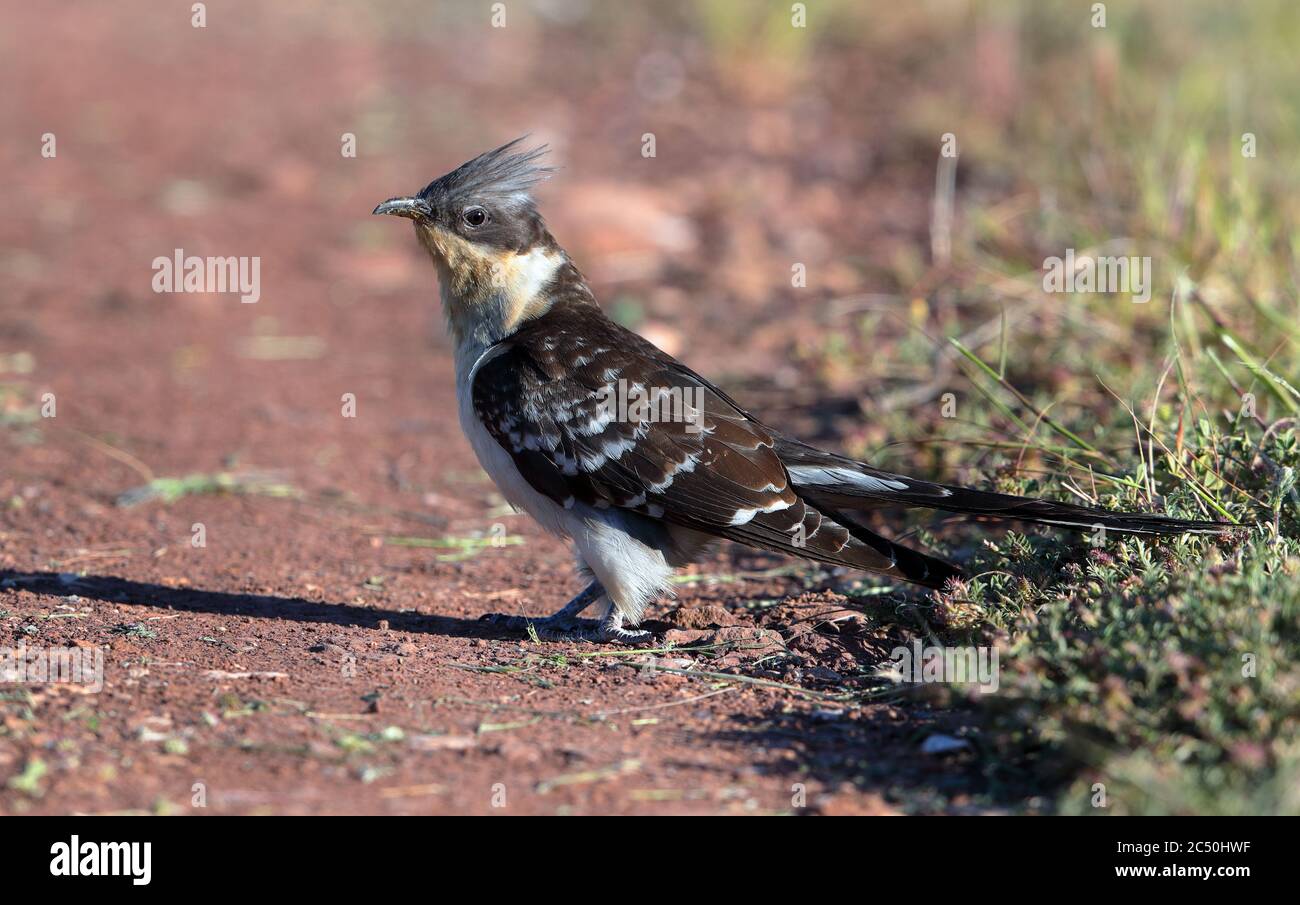 great spotted cuckoo (Clamator glandarius), standing on the ground ...