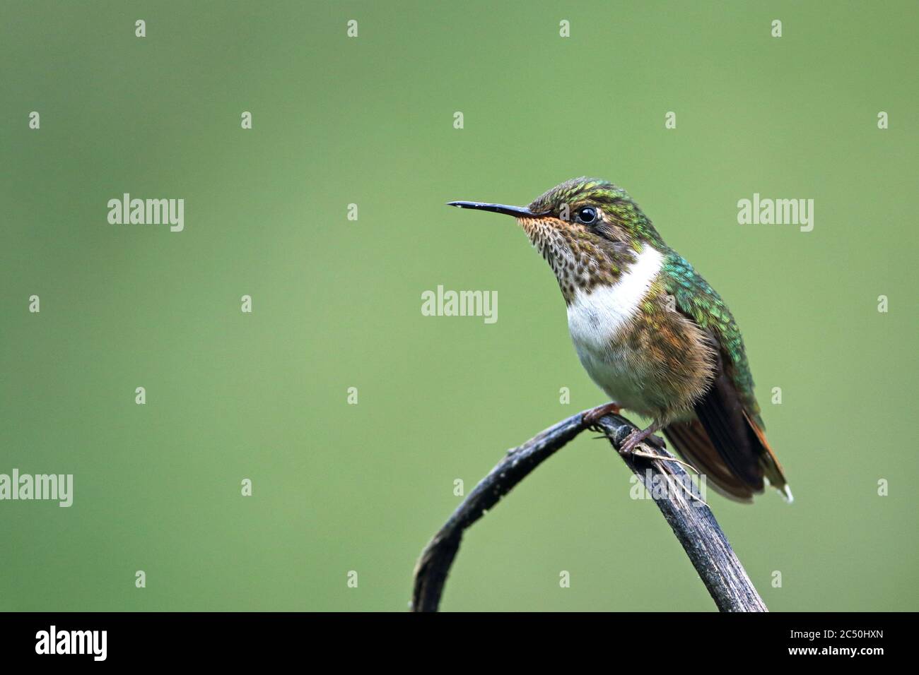 Volcano hummingbird hi-res stock photography and images - Alamy