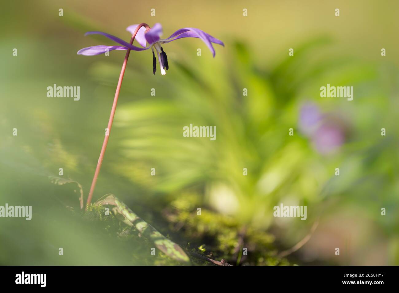 Dog's Tooth Violet (Erythronium dens-canis), flower Stock Photo - Alamy