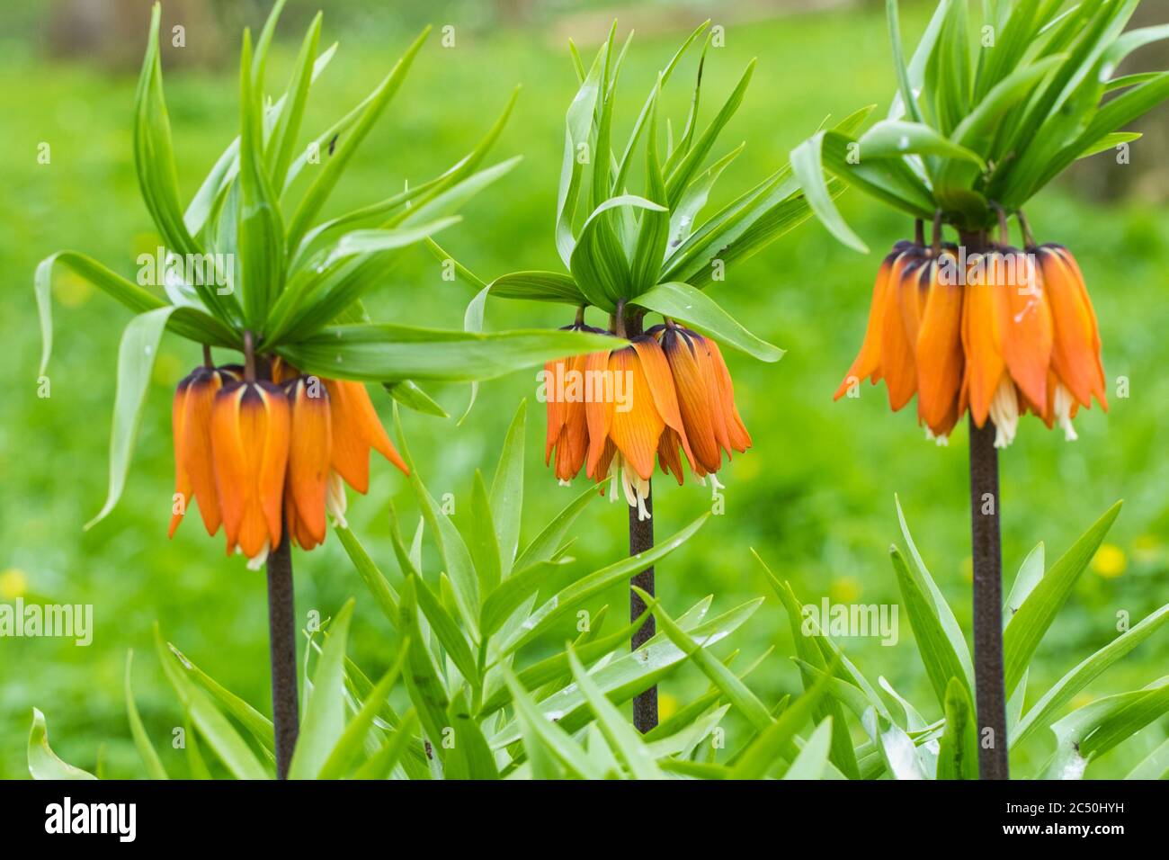 crown imperial lily (Fritillaria imperialis), blooming, Netherlands ...