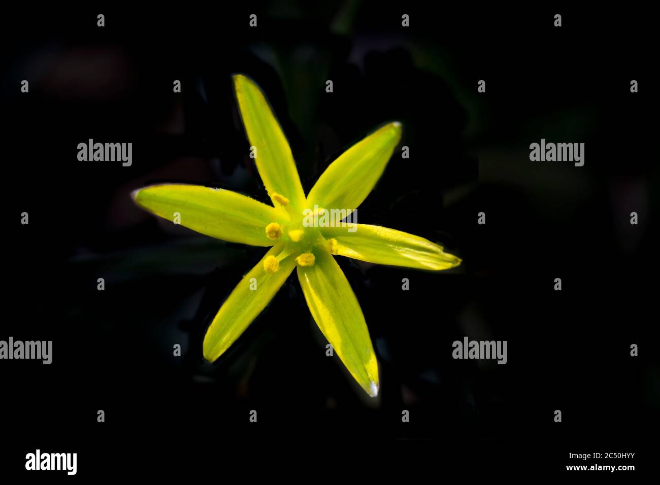 Meadow gagea (Gagea pratensis), flower against black background ...