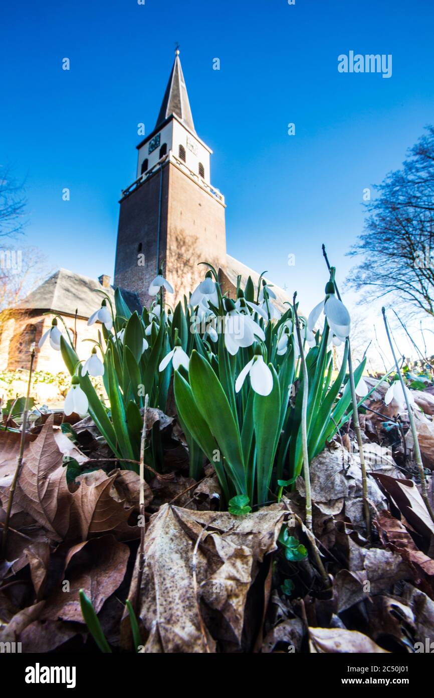 Giant snowdrop, Greater snodrop (Galanthus elwesii), blooming in front ...