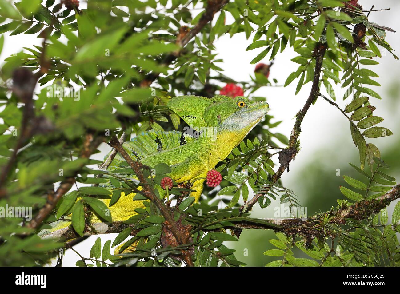 green basilisk, plumed basilisk, double-crested basilisk (Basiliscus ...