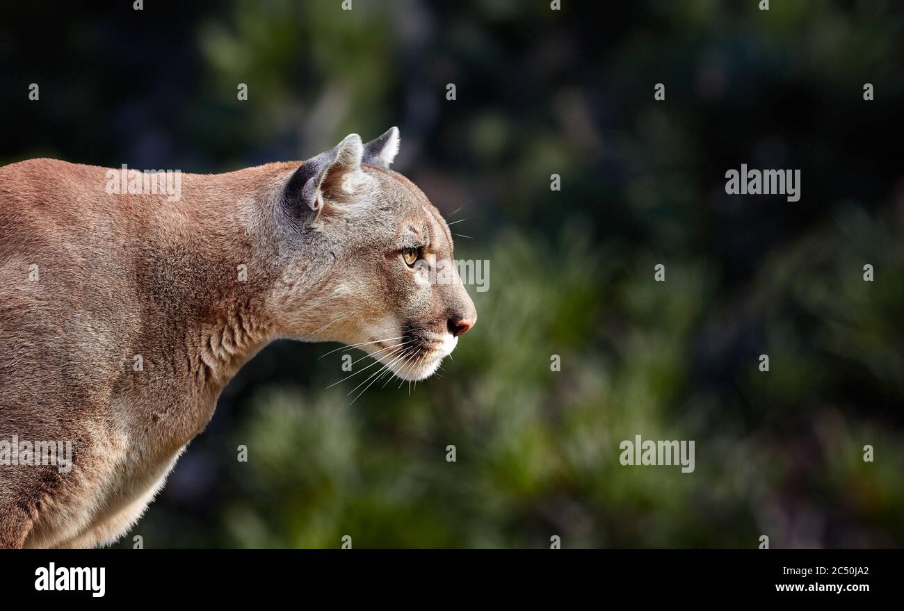 Portrait of Beautiful Puma. Cougar, mountain lion, puma, panther ...