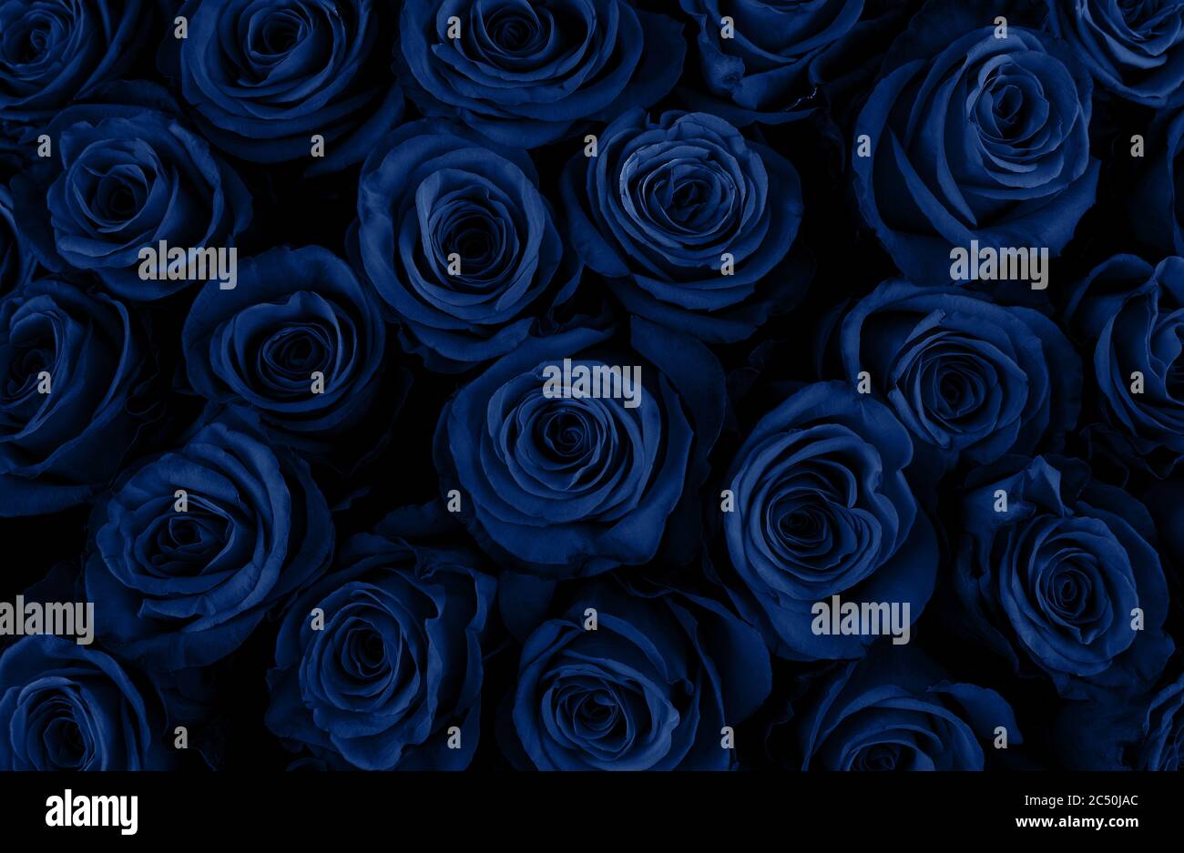 Blue Rose Background Hd