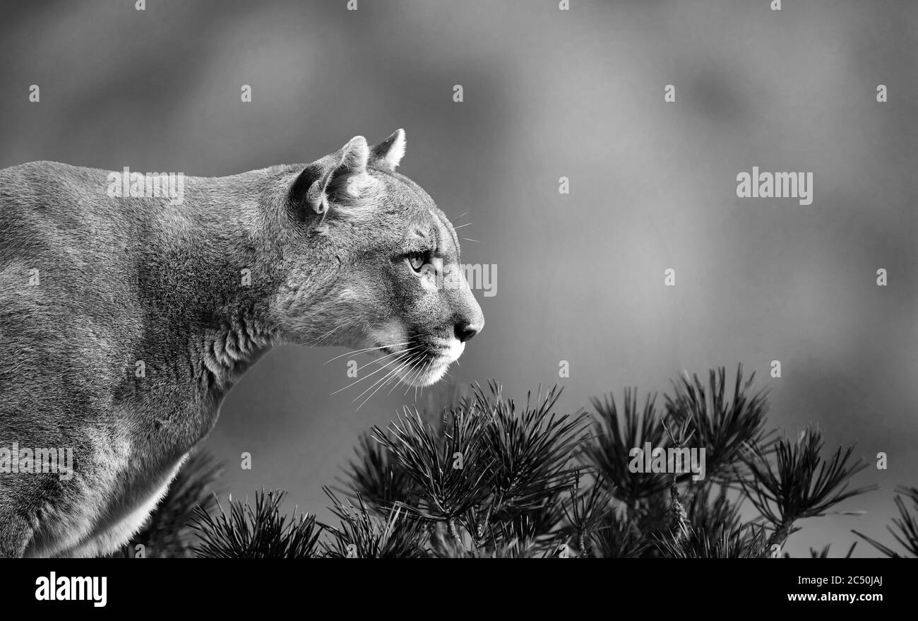 Portrait of Beautiful Puma. Cougar, mountain lion, puma, panther ...