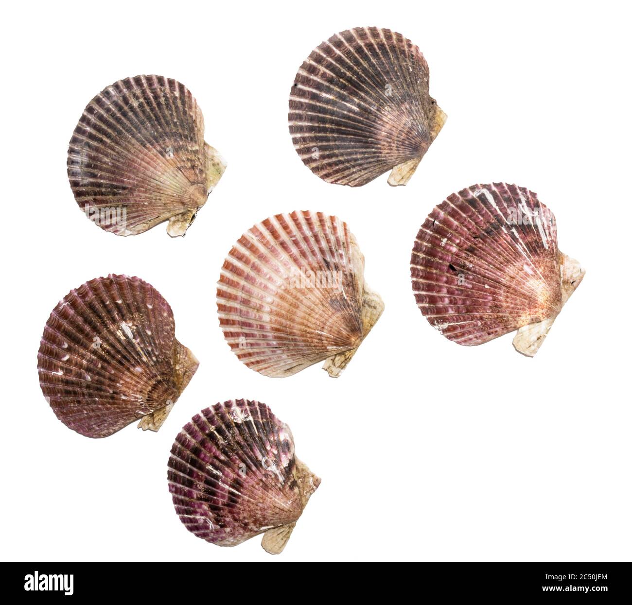Many different real scallop shells isolated on white background Stock ...