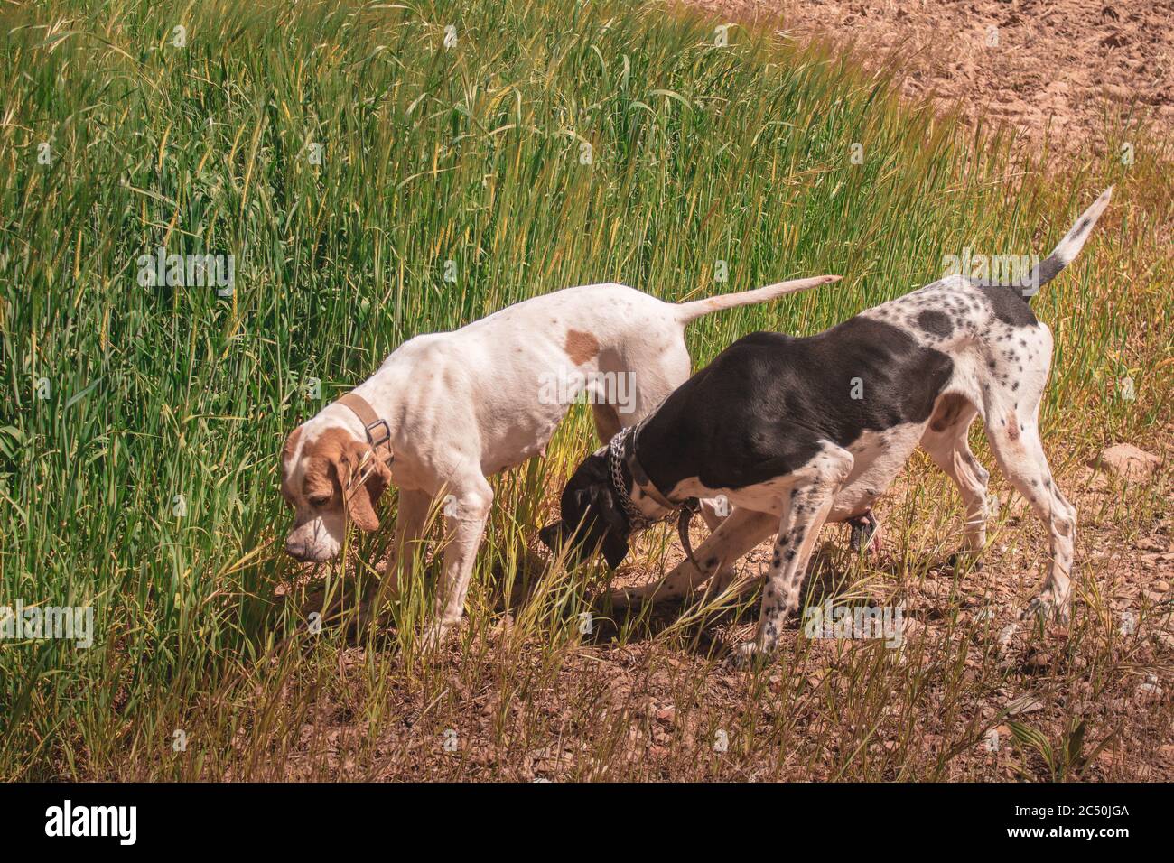 Strong hunting instinct hi-res stock photography and images - Alamy