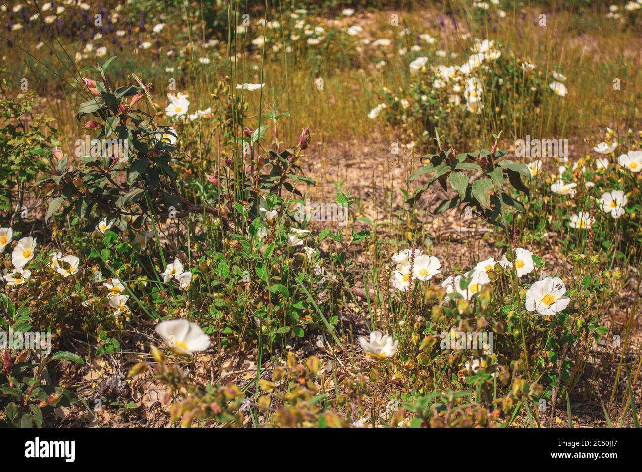 white flowers in the forest Stock Photo - Alamy