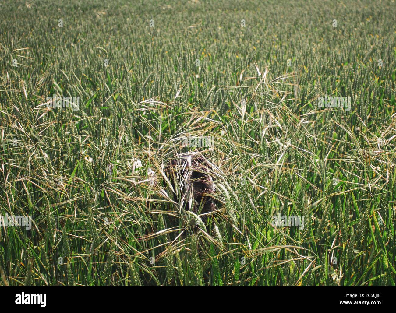 Split nose pointer hi-res stock photography and images - Alamy