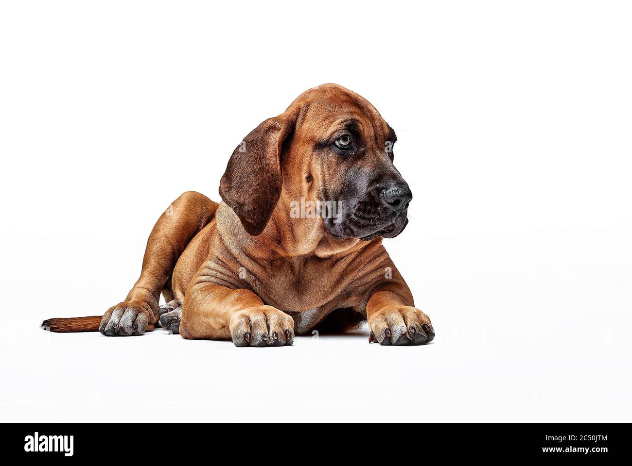 Mastiff Puppy. Brazilian Mastiff also known as Fila Brasileiro. Puppy ...