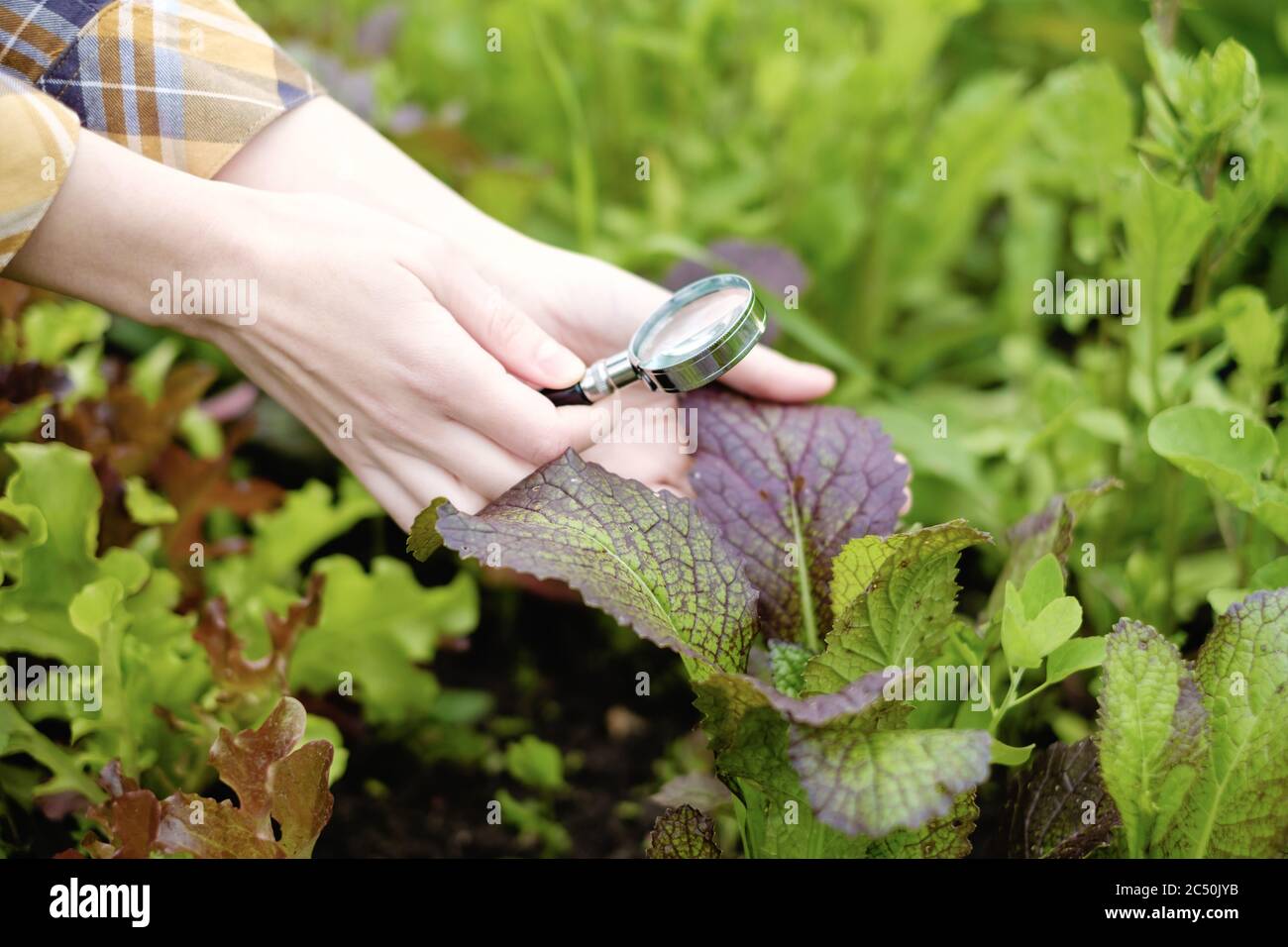 woman controls the quality of plants through a magnifying glass Stock ...