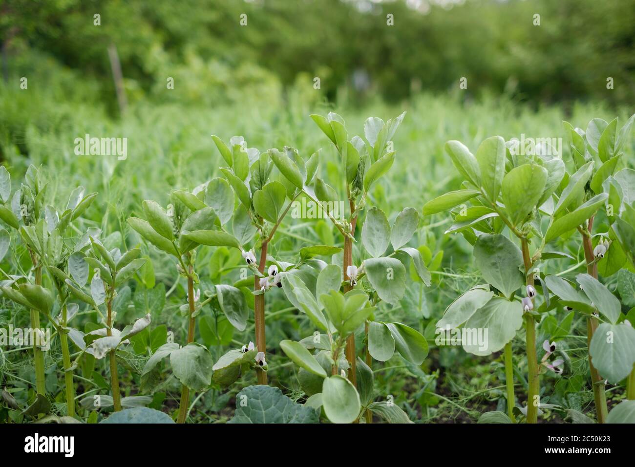 ecological clean beans in the garden Stock Photo - Alamy