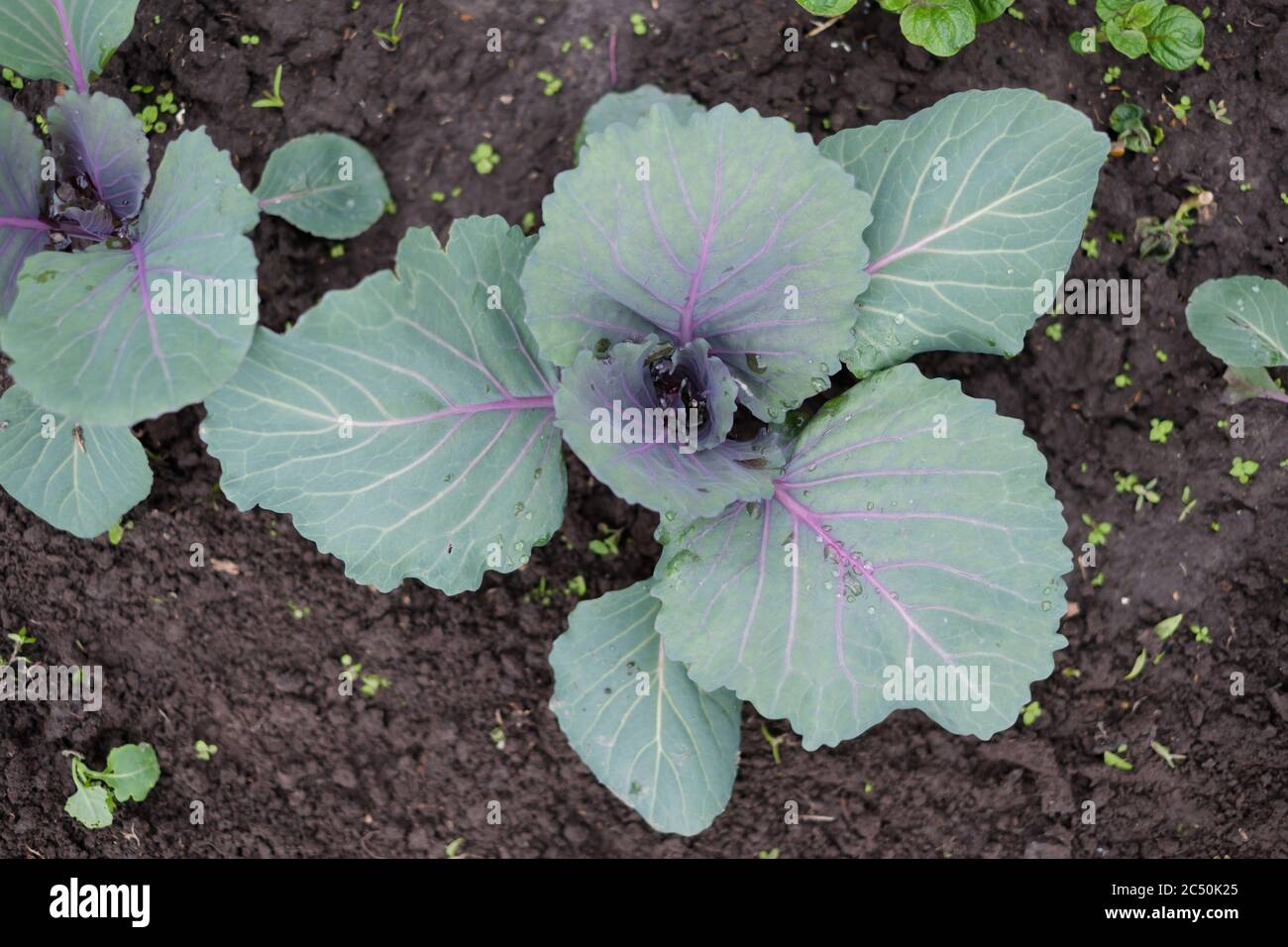 organic blue cabbage in the garden Stock Photo - Alamy