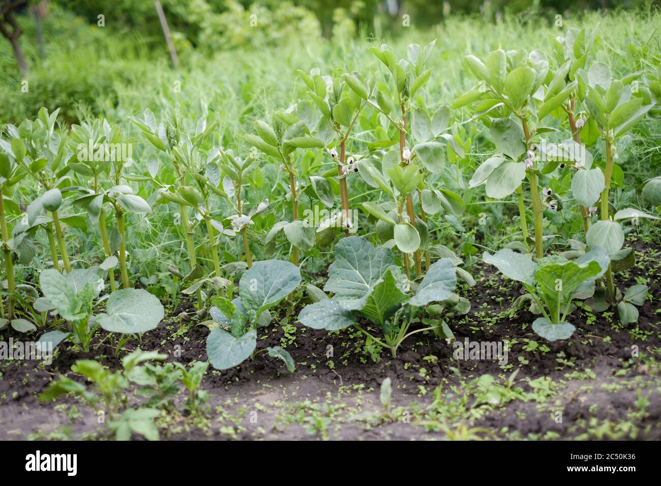 ecological clean beans in the garden Stock Photo - Alamy