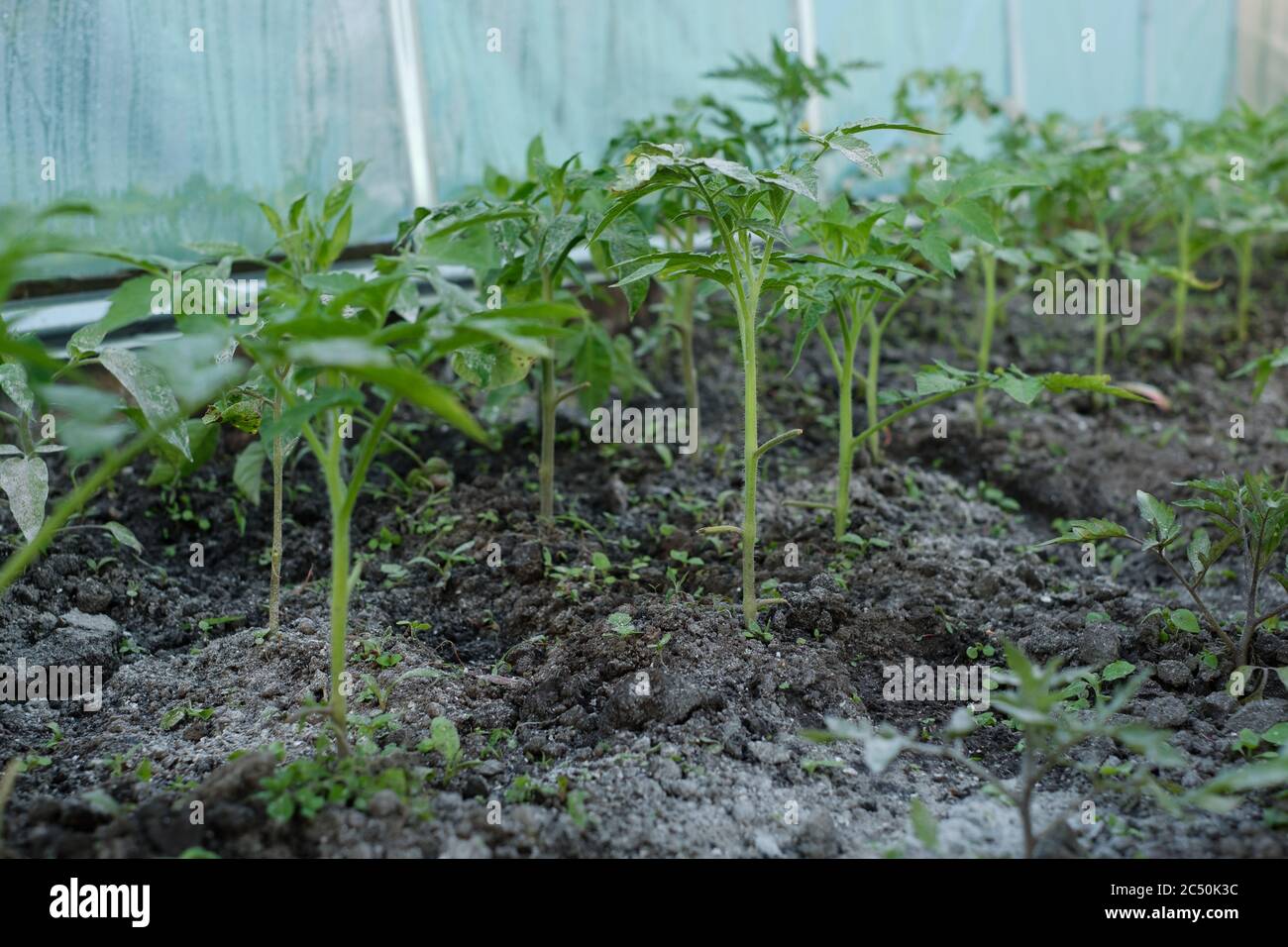 ecologically clean greens growing in the garden Stock Photo - Alamy