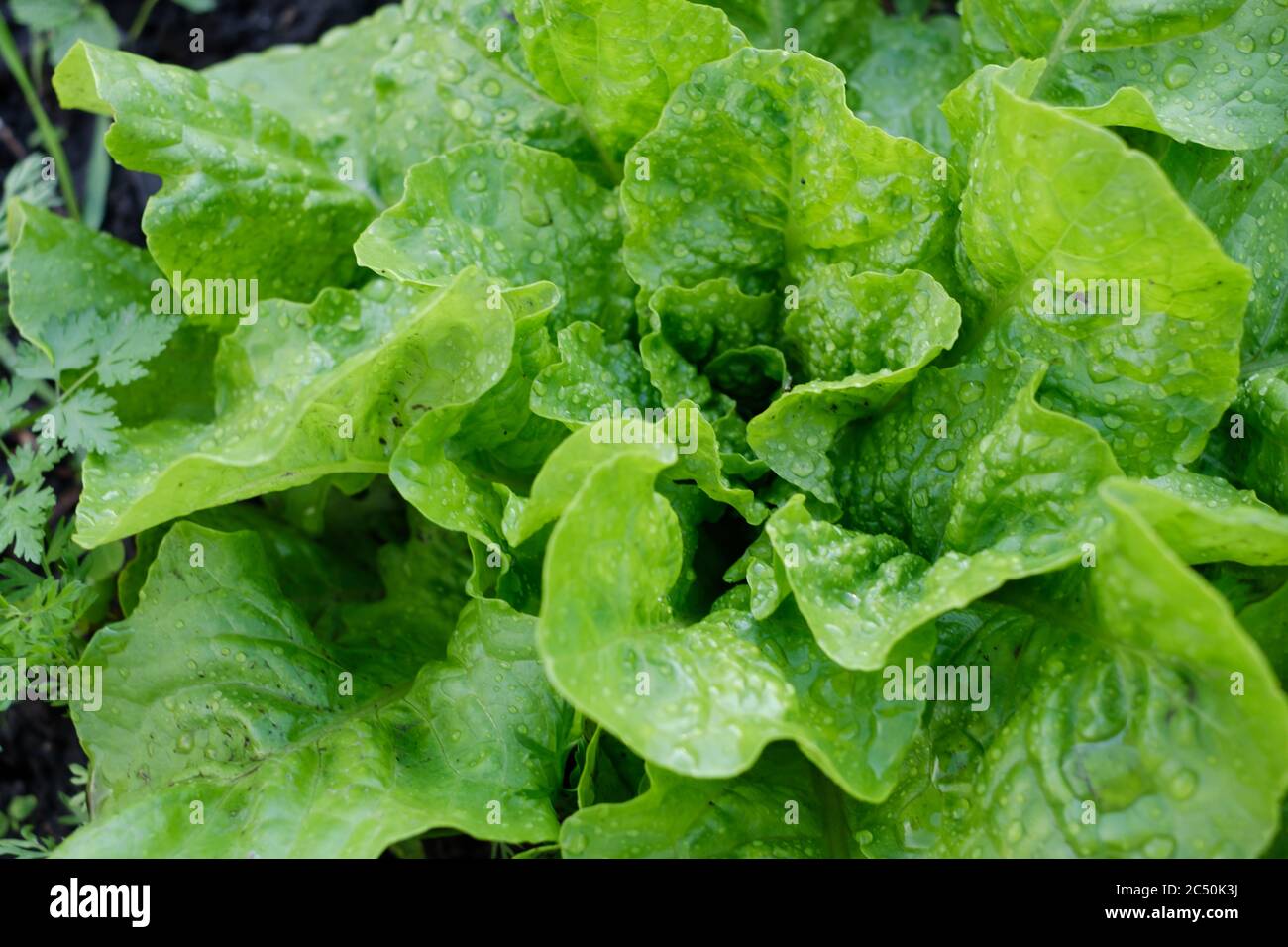 ecologically clean greens growing in the garden Stock Photo - Alamy