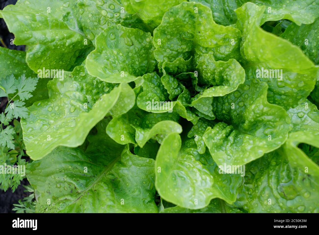 ecologically clean greens growing in the garden Stock Photo - Alamy